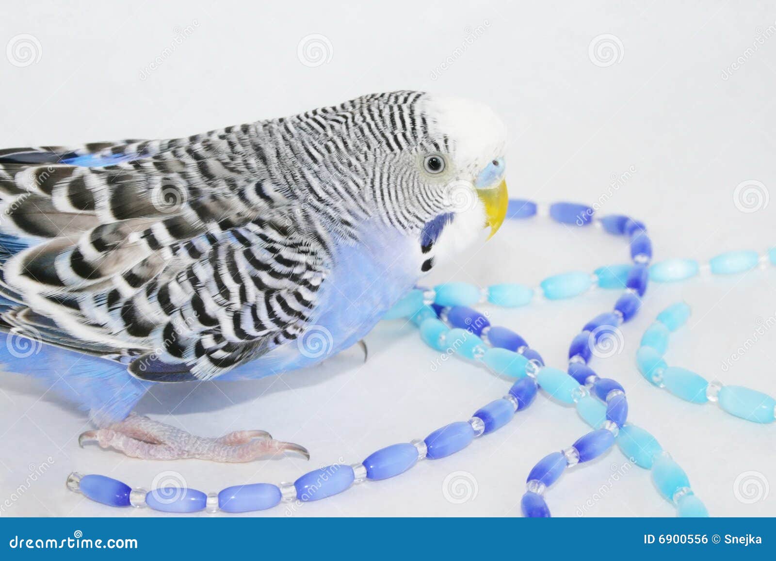 Wavy Parrot Picture. Image: 6900556