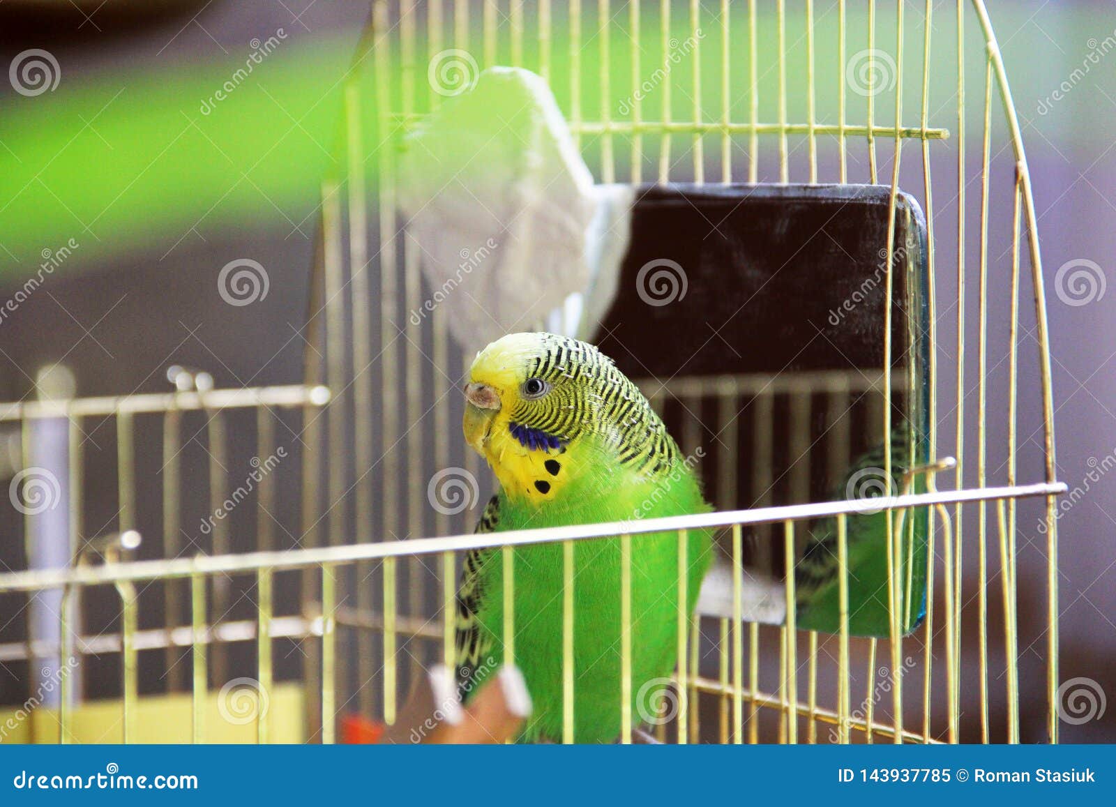 Wavy parrot in a cage stock image. Image of beautiful - 143937785