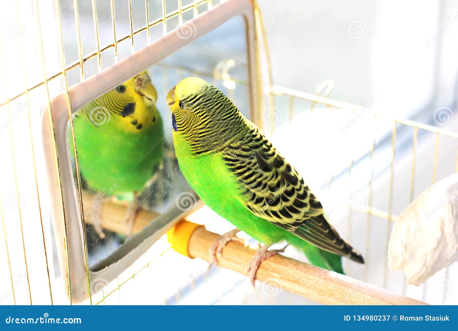 Wavy parrot in a cage. stock image. Image of shiny, nature - 134980237
