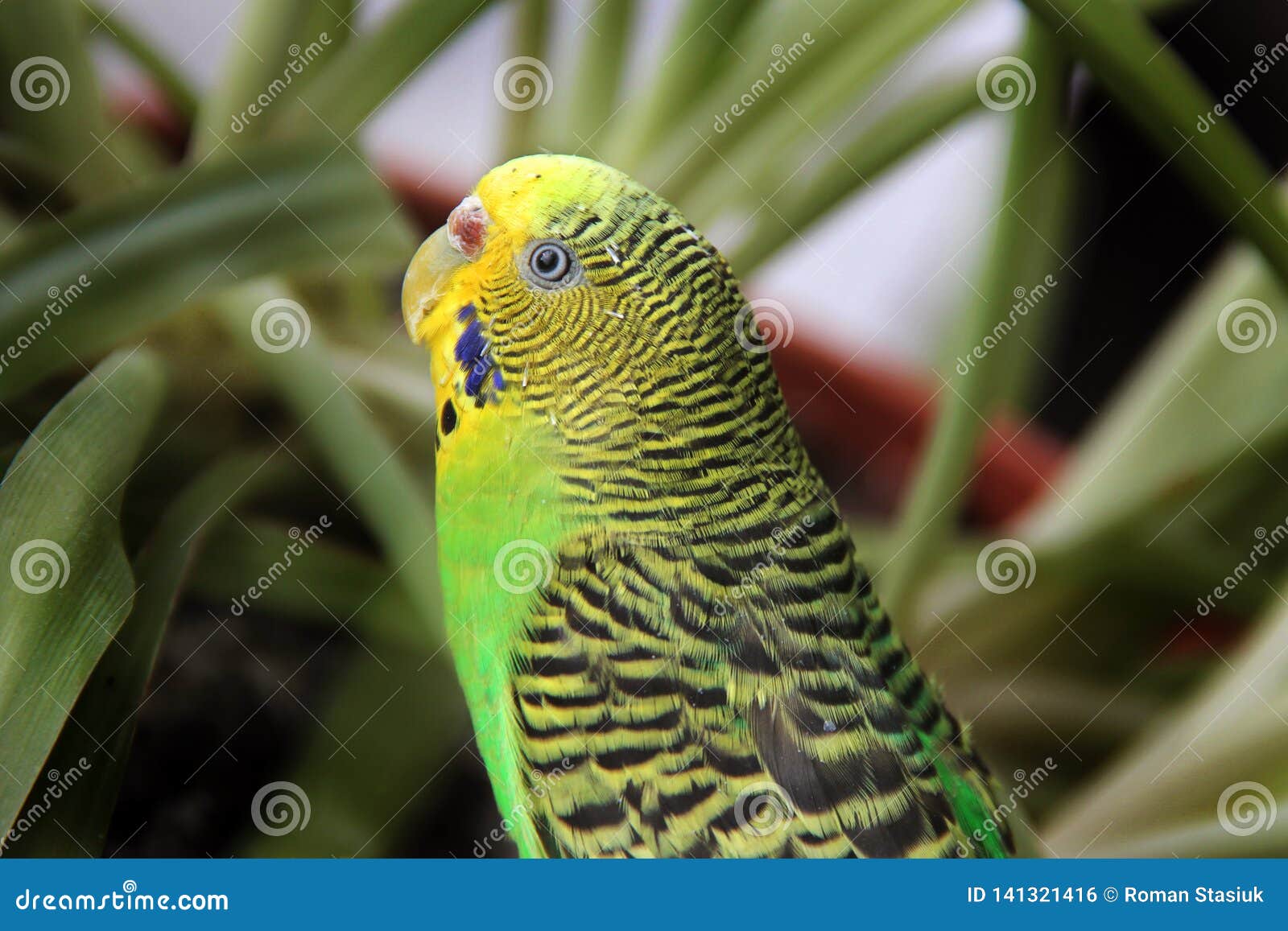 Wavy Parrot Close Up on a Background of Plants Stock Photo - Image of ...