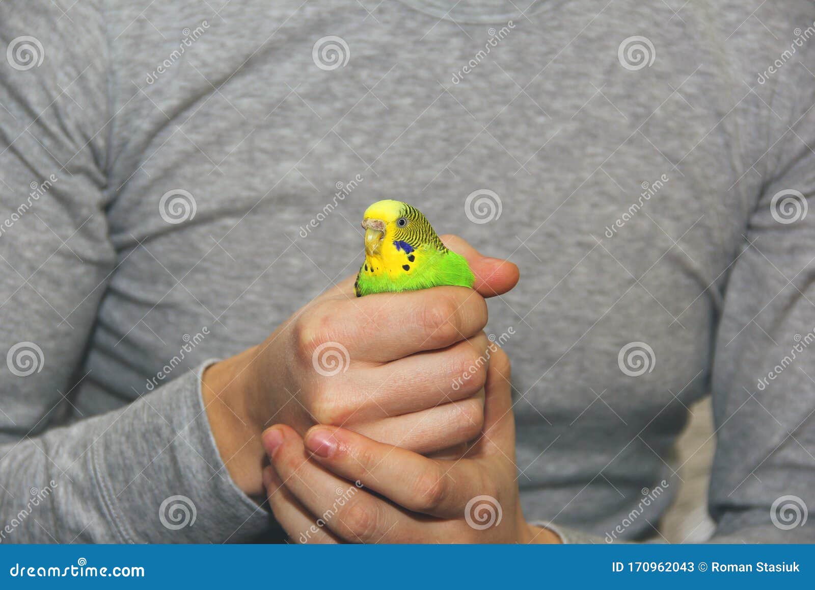 Wavy Parrot in the Hands. Bird in Hand Stock Image - Image of domestic ...