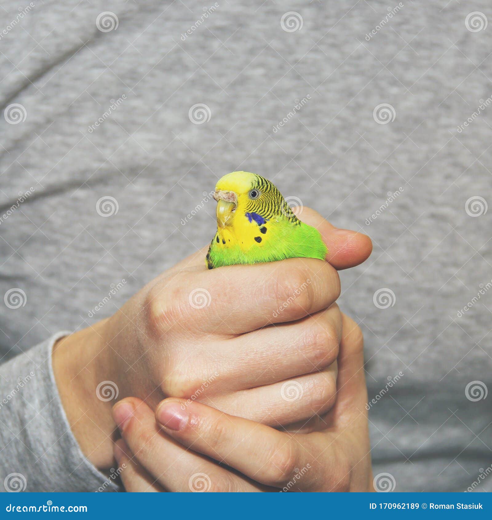 Wavy Parrot in the Hands. Bird in Hand Stock Image - Image of cute ...