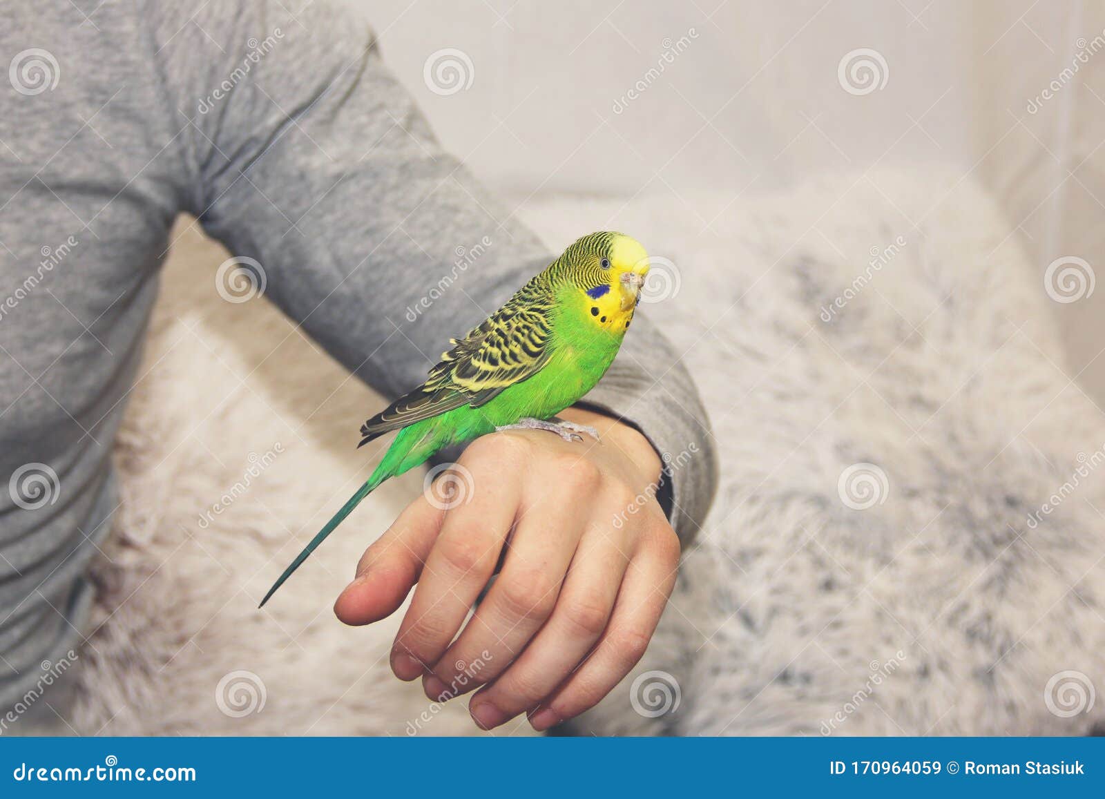 Wavy Parrot in the Hands. Bird in Hand Stock Image - Image of meal ...