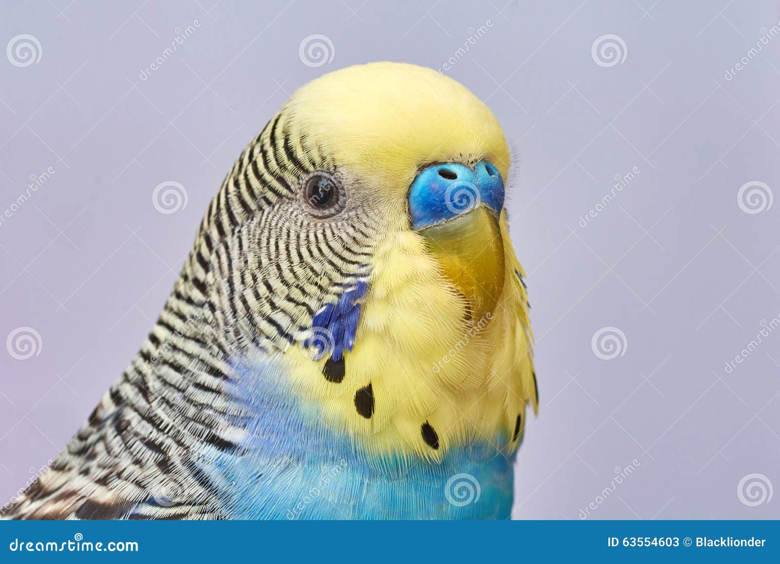 Wavy parrot stock image. Image of nature, group, feather - 63554603