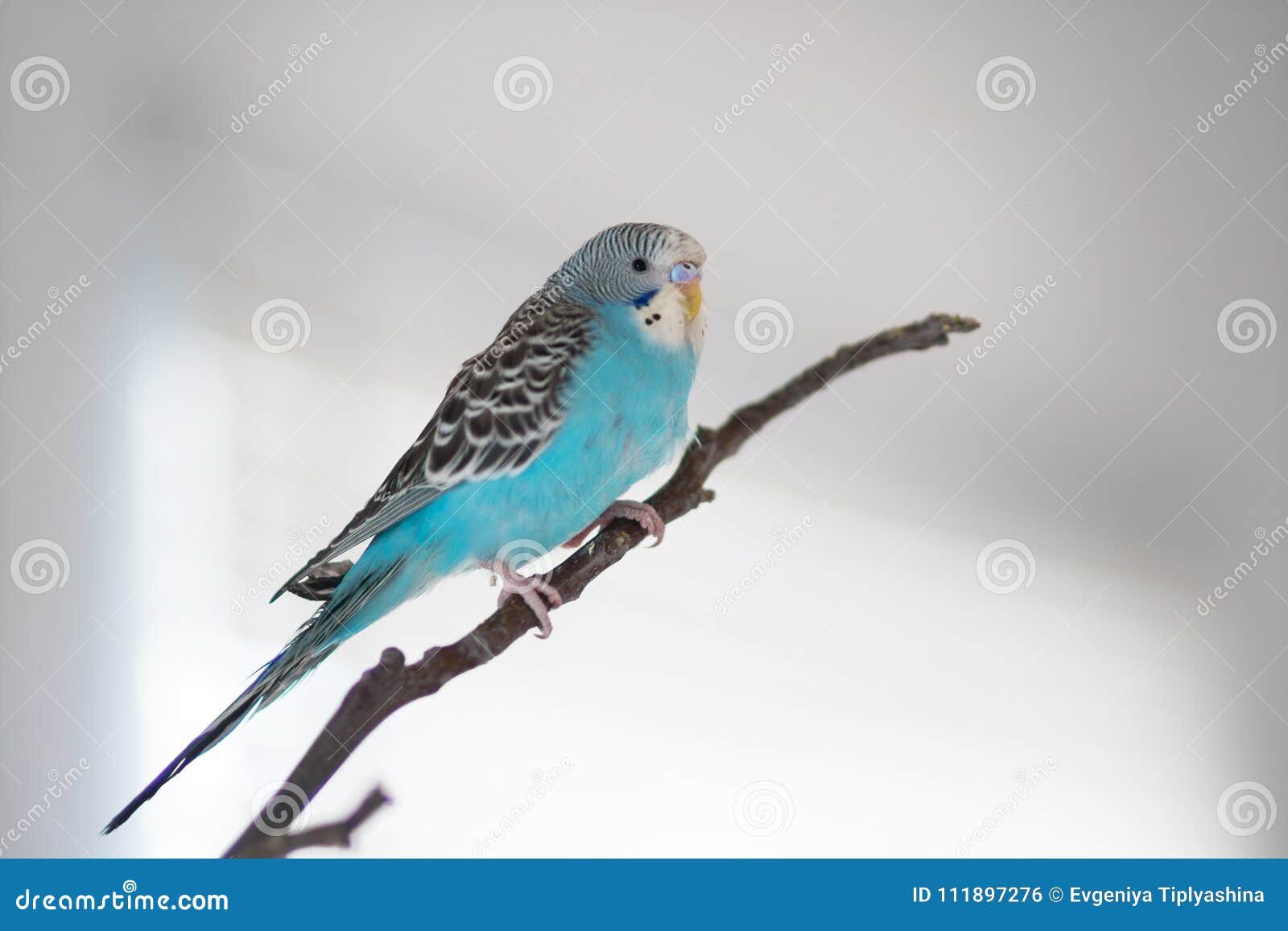 Wavy parrot on a branch stock photo. Image of parrot - 111897276