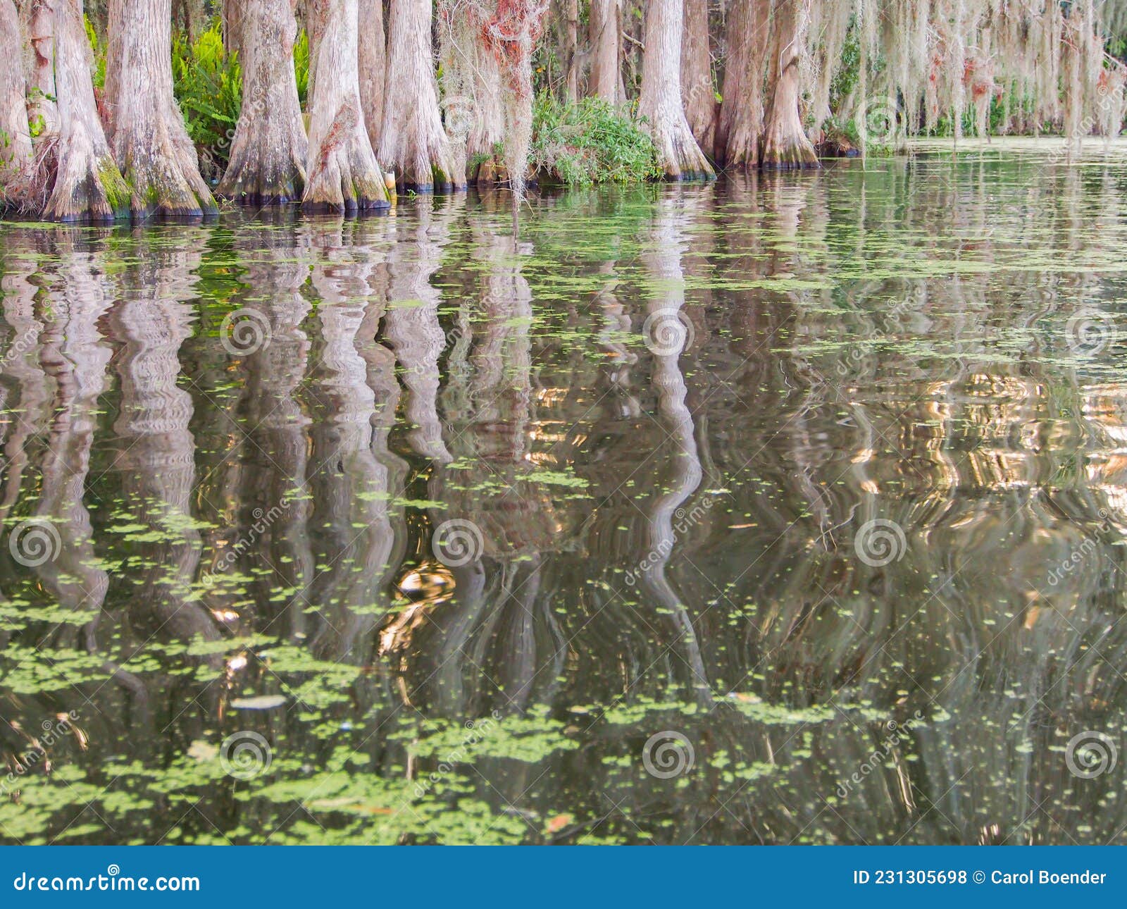 Wavy Reflections of a Clump of Tall Swamp Cypress Trees Stock Photo ...
