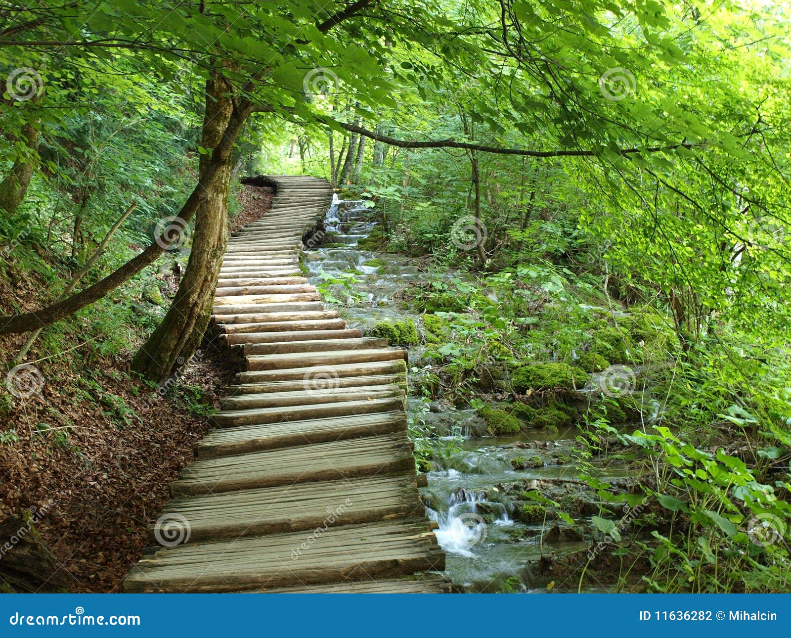 Wavy road stock photo. Image of paved, wood, mountain - 11636282