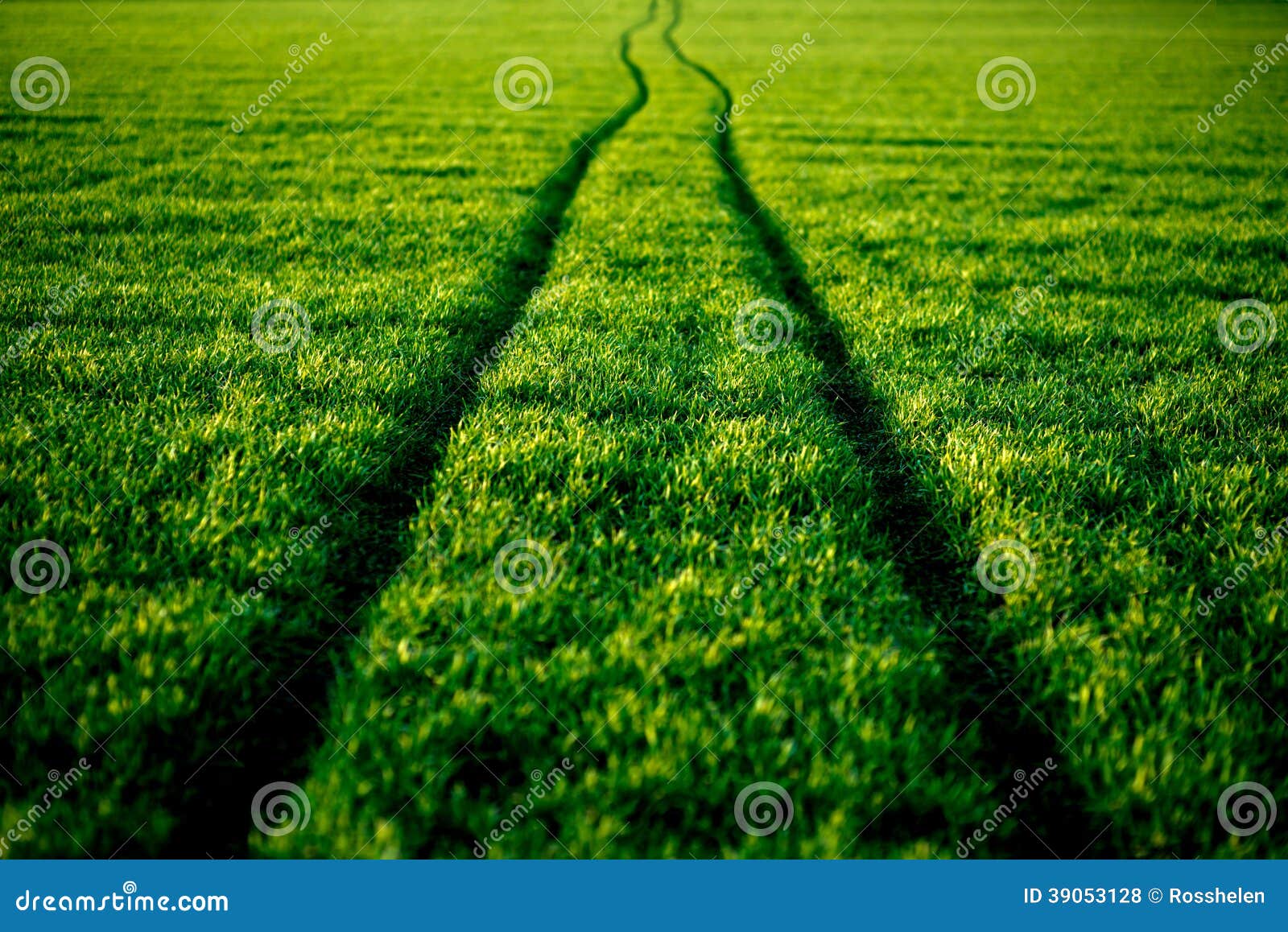Wavy Road on the Greenfield, Spring, Summer Stock Photo - Image of ...