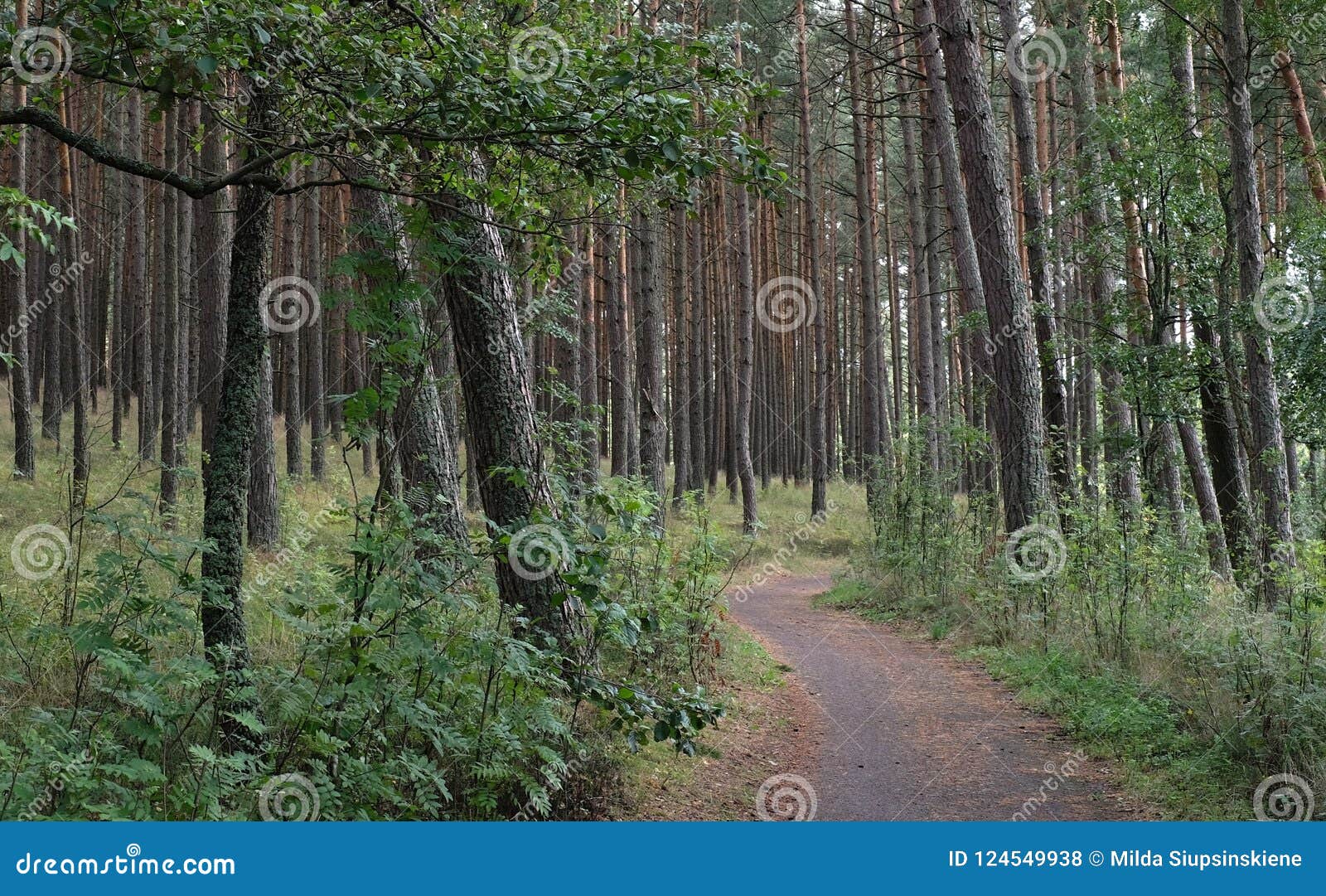 Wavy Secret Path Stock Photos - Free & Royalty-Free Stock Photos from ...