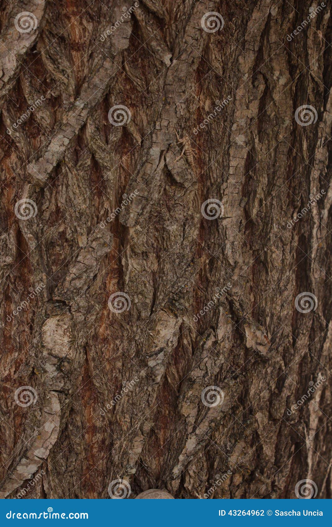 Wavy Tree Bark Texture stock photo. Image of tree, wavy - 43264962