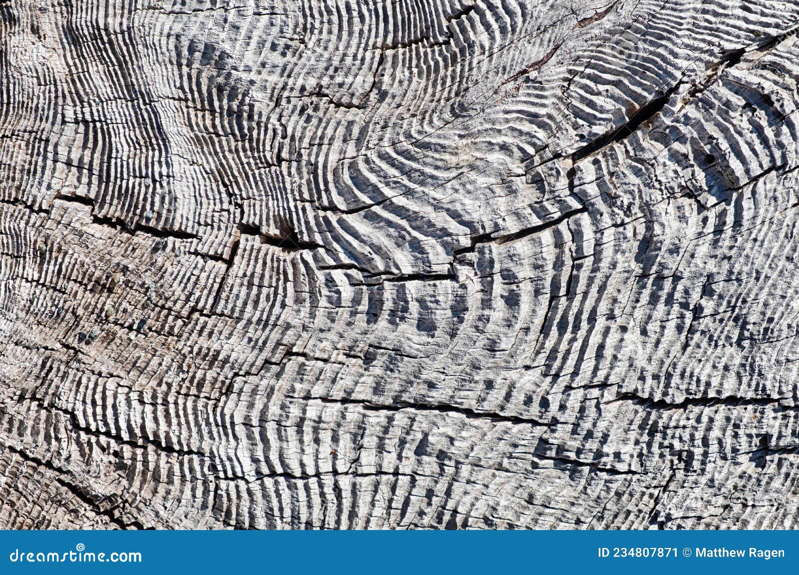 Wavy Tree Rings stock image. Image of cracks, horizontal - 234807871