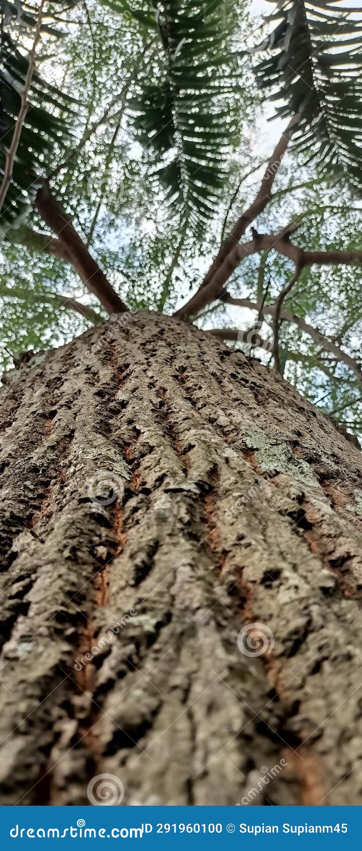 Wavy Tree Trunks Towering with Small Stems Stock Photo - Image of small ...