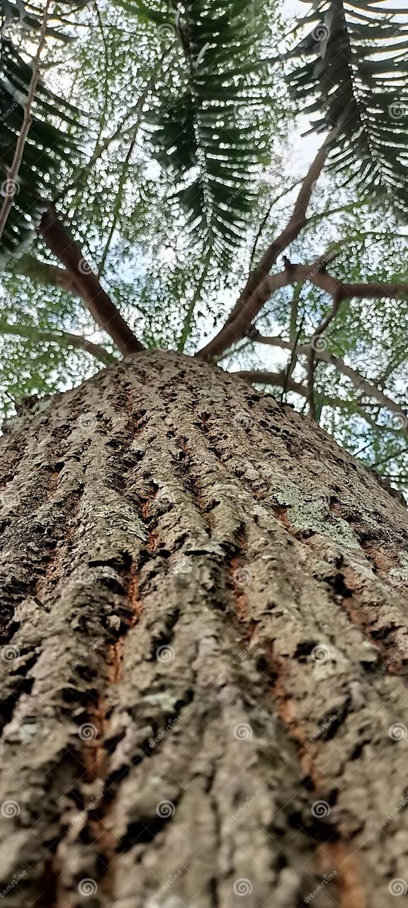 Wavy Tree Trunks Towering with Small Stems Stock Photo - Image of small ...
