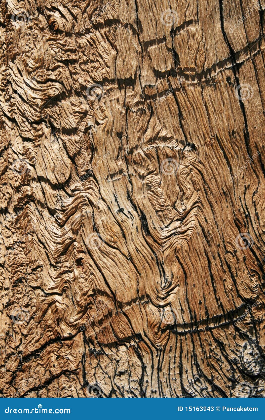 Wavy Wood Pattern Inside Of Fallen Tree. Wood Texture Background ...