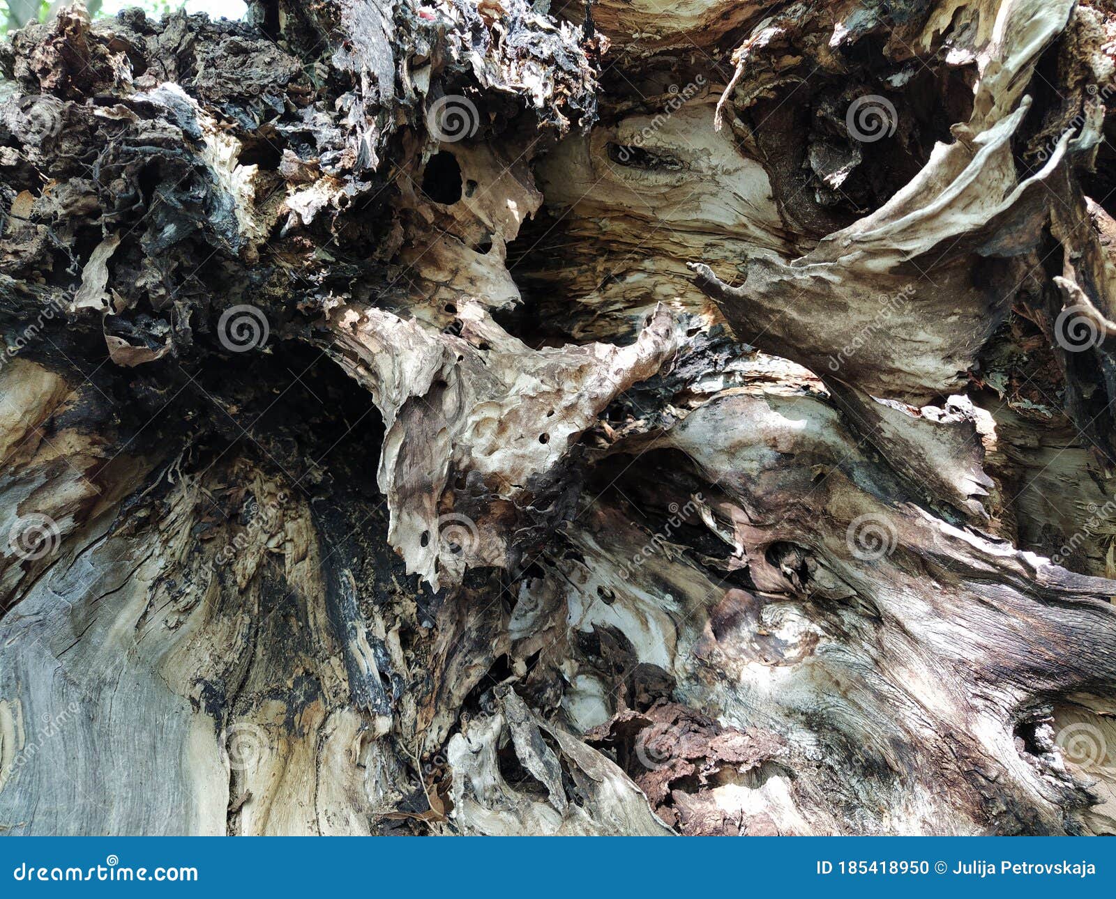 Wavy Wood Pattern Inside of Fallen Tree. Wood Texture Background ...