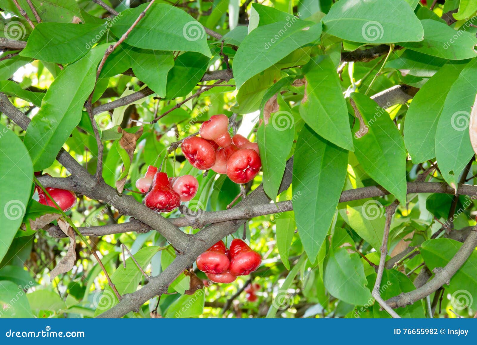 Wax apple stock photo. Image of asia, malaccense, grocery - 76655982