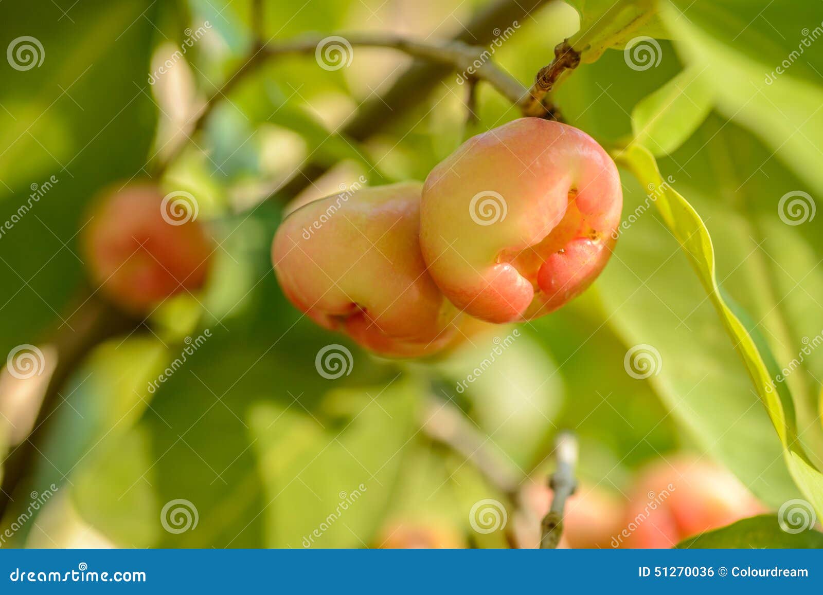 Wax apple stock photo. Image of fresh, spring, plant - 51270036