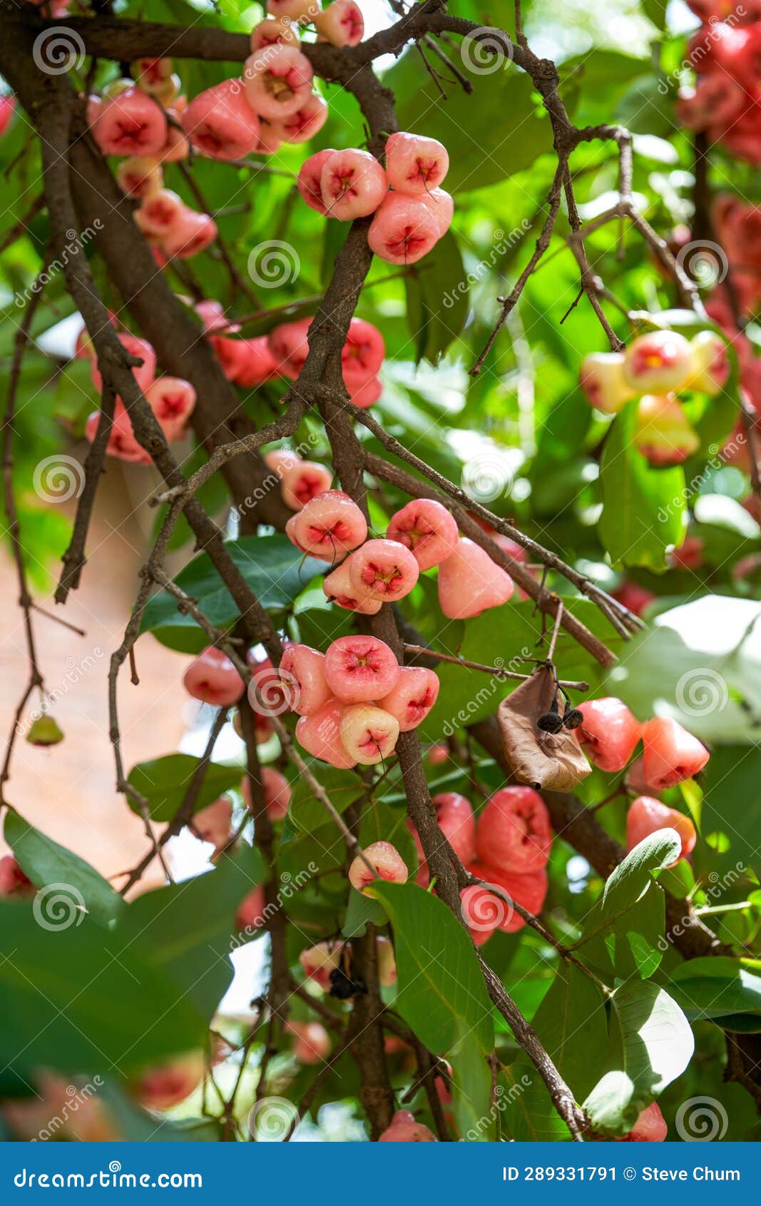 A Wax Apple Tree Full of Fruit Stock Image - Image of still, lotus ...
