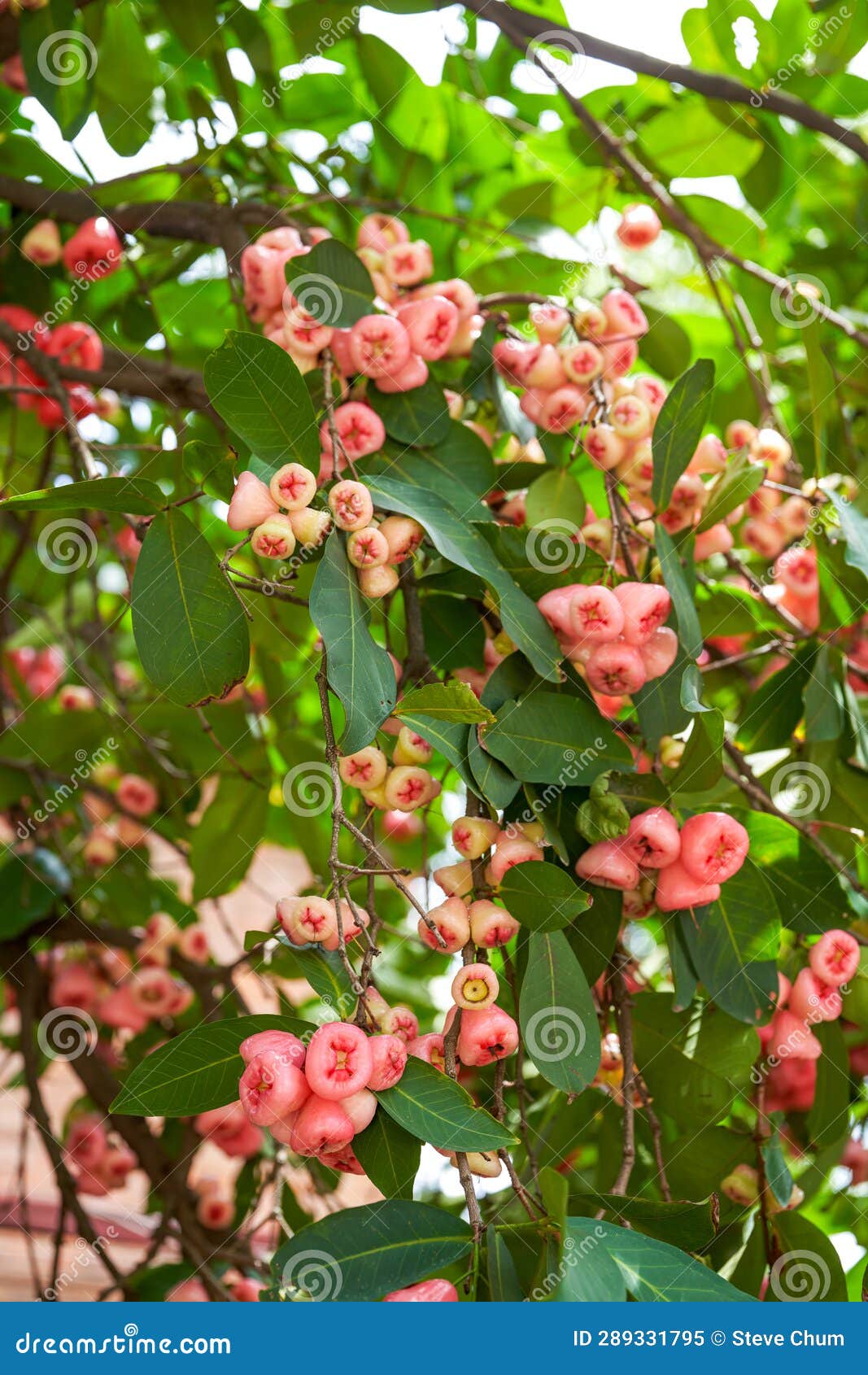 A Wax Apple Tree Full of Fruit Stock Image - Image of evergreen, flower ...