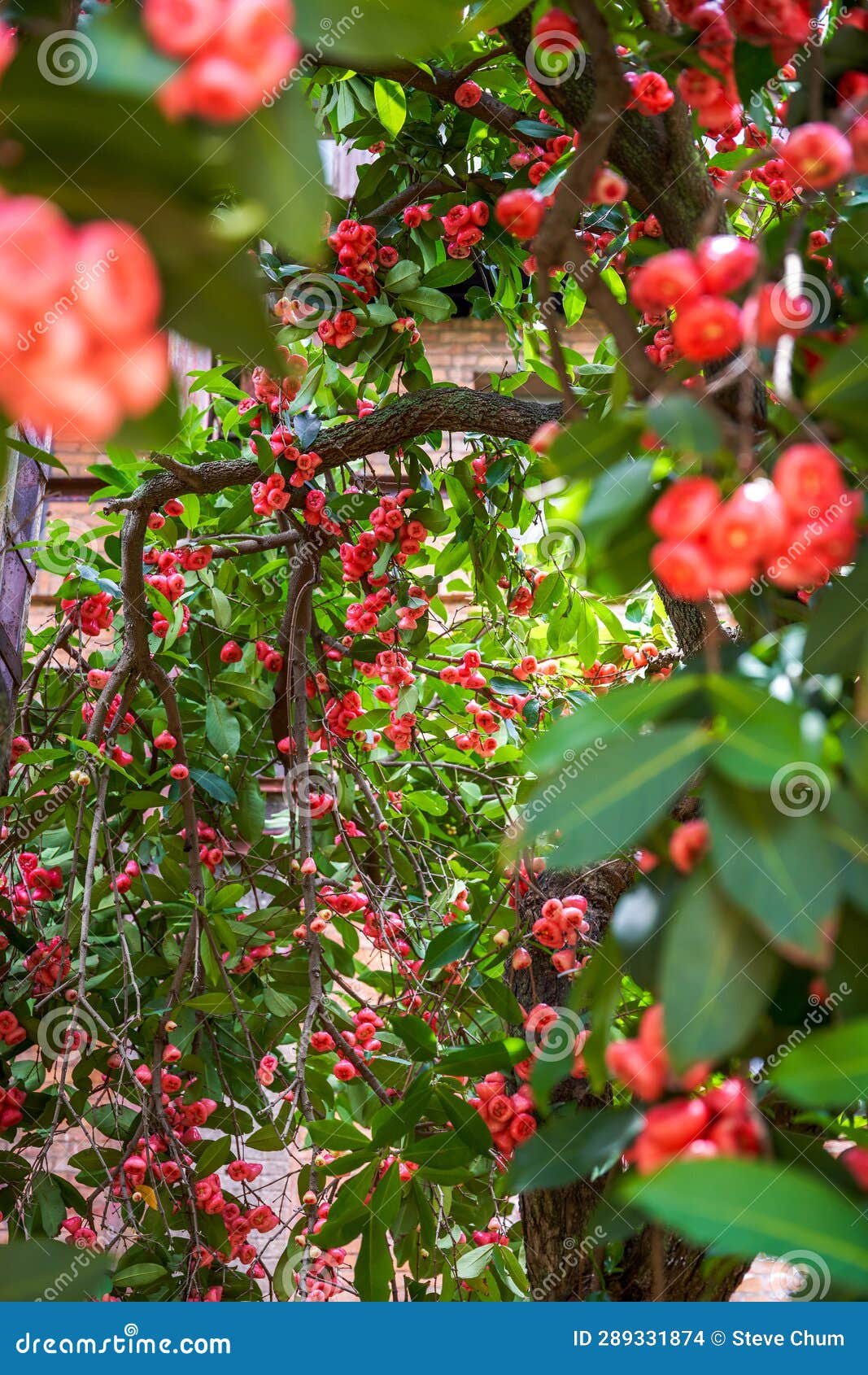A Wax Apple Tree Full of Fruit Stock Photo - Image of produce ...