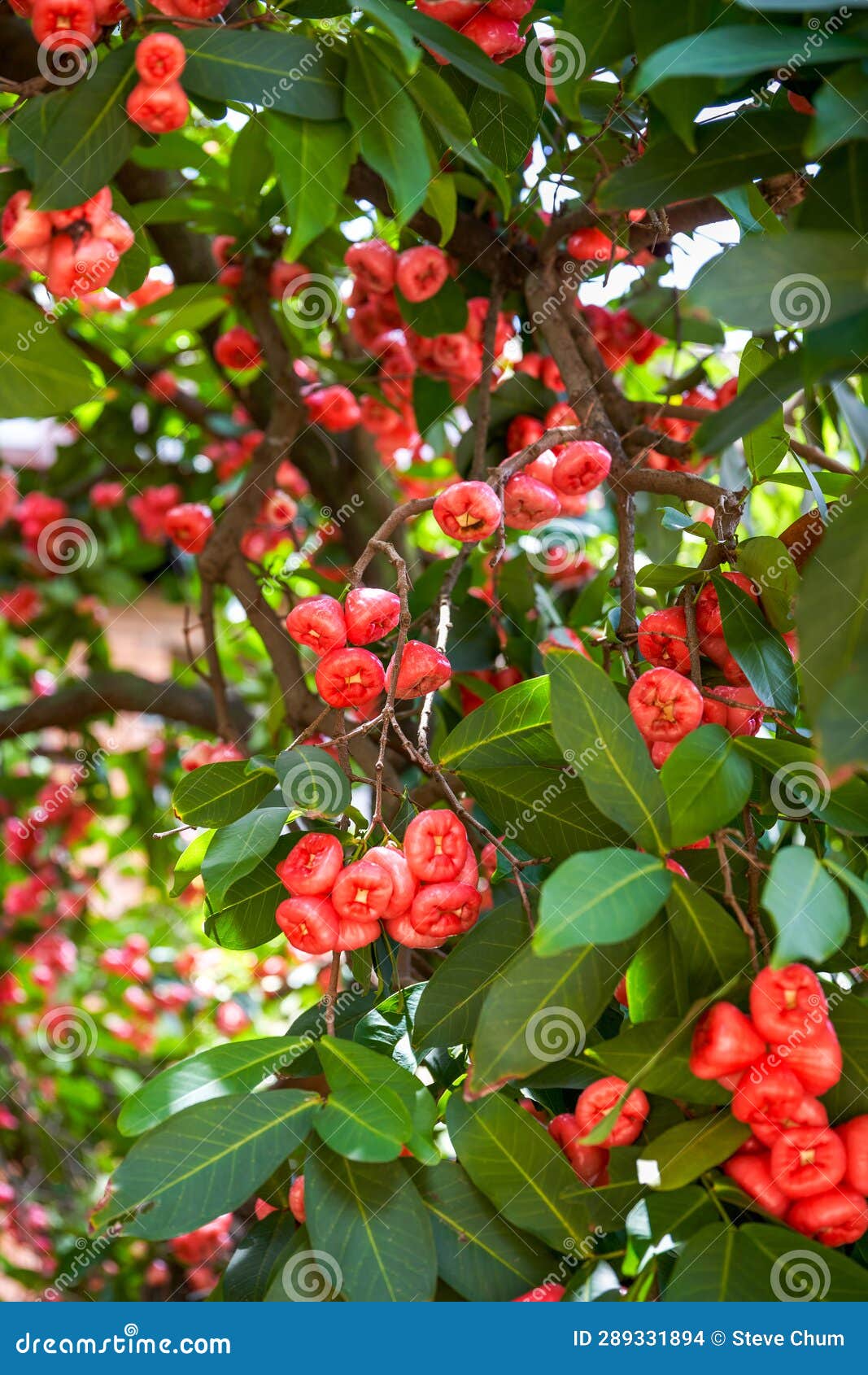 A Wax Apple Tree Full of Fruit Stock Photo - Image of rowan, full ...