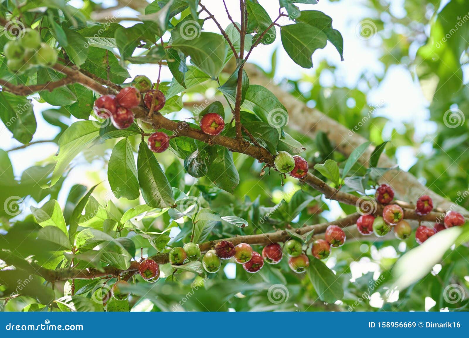 Wax apple tree stock image. Image of juicy, delicious - 158956669
