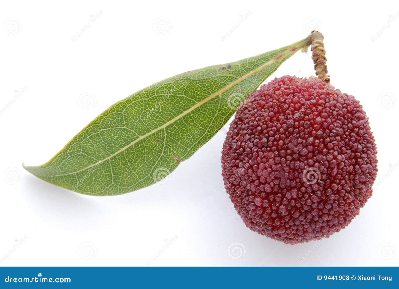 Wax berry stock photo. Image of fresh, natural, blackberry - 9441908
