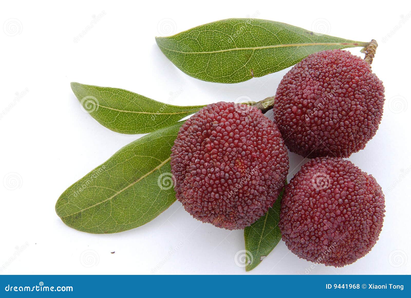 Wax berry stock photo. Image of macro, dieting, breakfast - 9441968