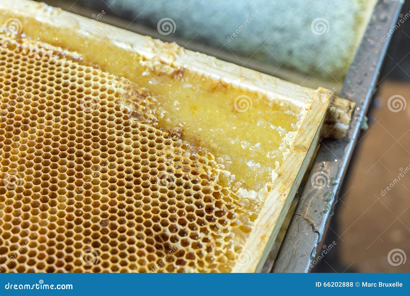 Wax caps and honey stock photo. Image of production, extracting - 66202888