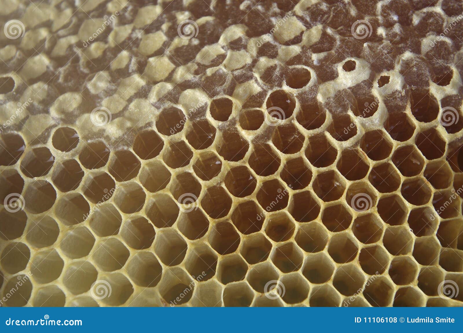 Wax cell. stock photo. Image of textured, climbing, sweet - 11106108