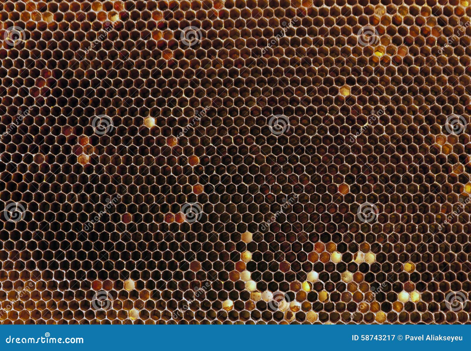 Wax cells. stock image. Image of insect, nature, hexagon - 58743217