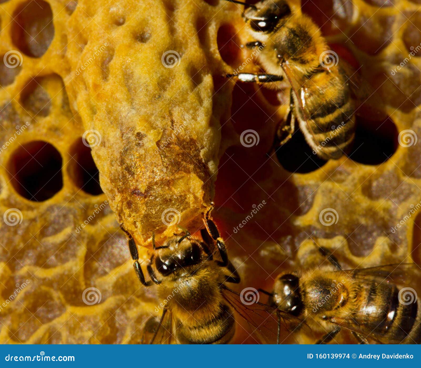 Bees Opened Cocoon Queen Bee Stock Photo - Image of entomology, animal ...