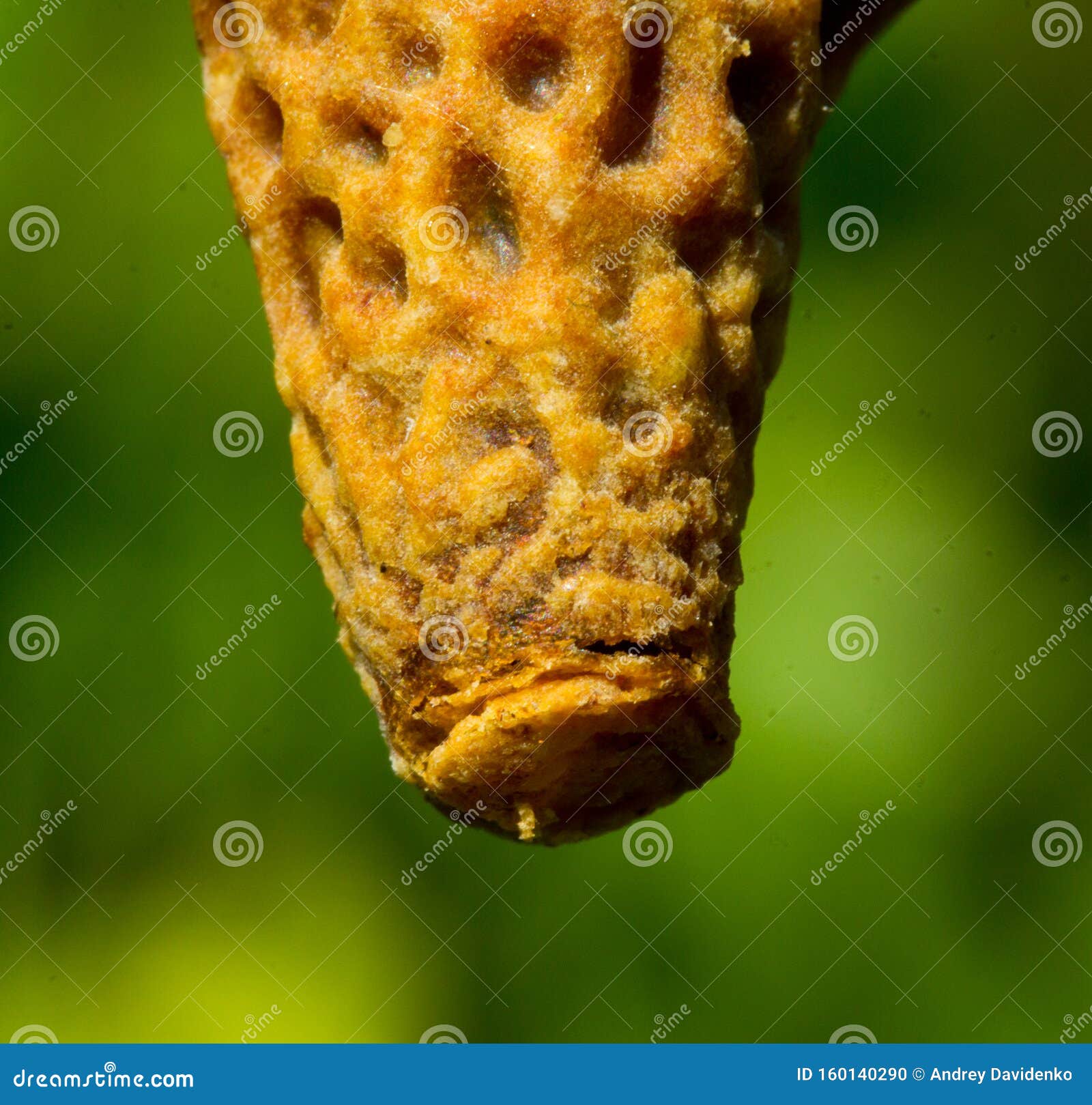 Wax Cocoon with the Larva of the Future Queen Bee Stock Photo - Image ...