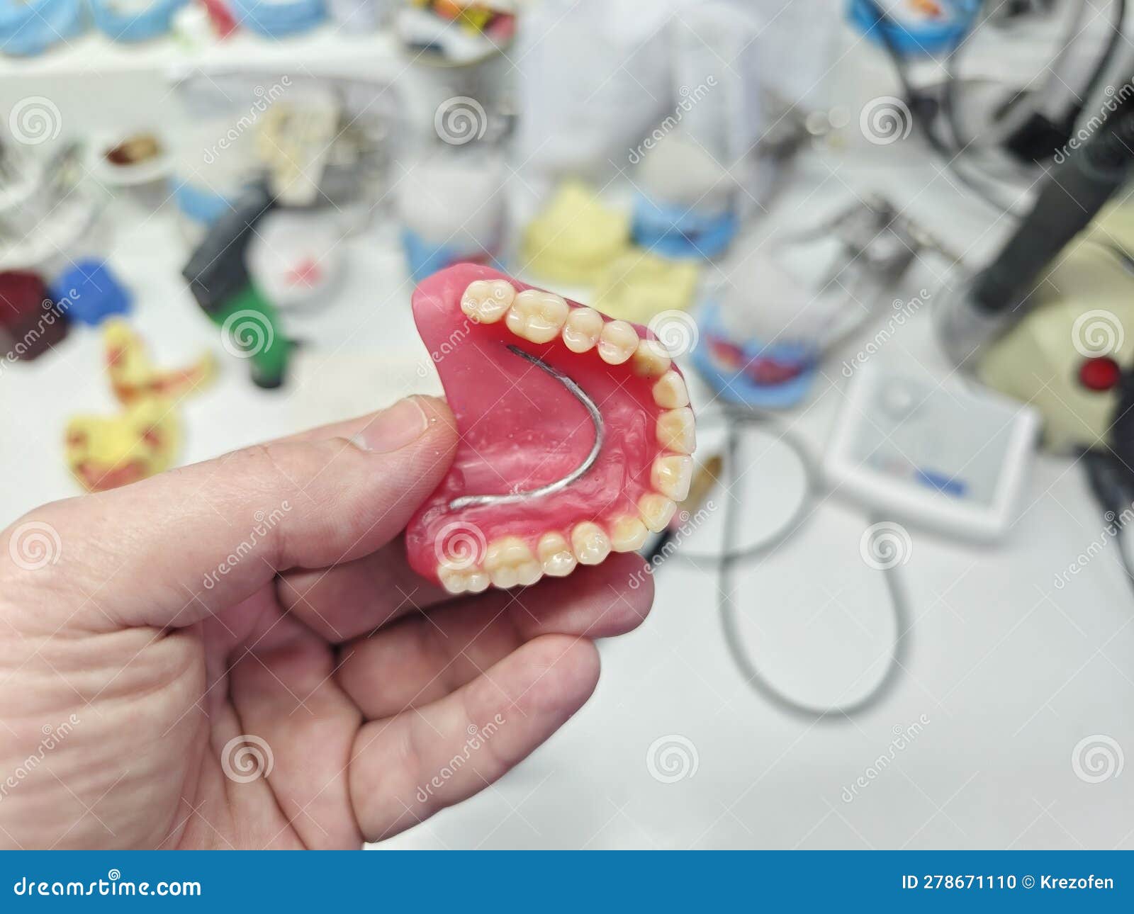 Dentures, A Model Of The Teeth, Jaw Model For Studying Dentistry On The ...