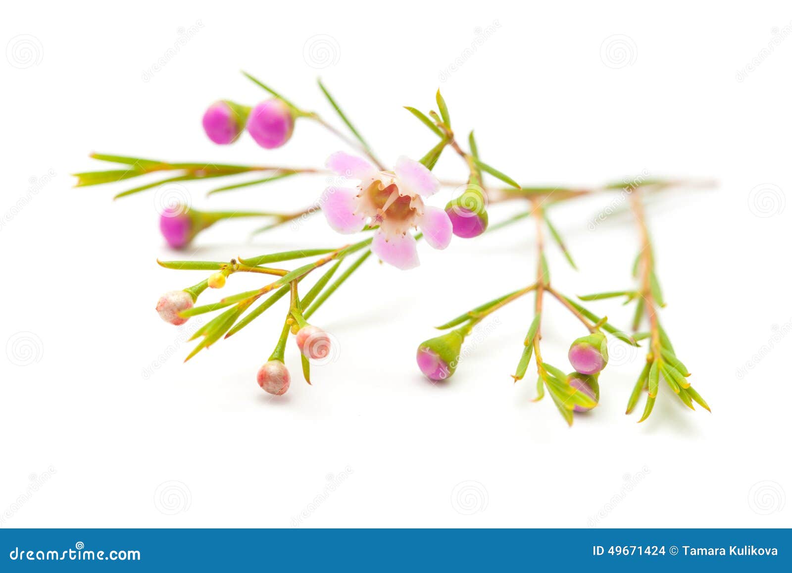 Wax Flower Isolated on White Background Stock Photo - Image of bloom ...