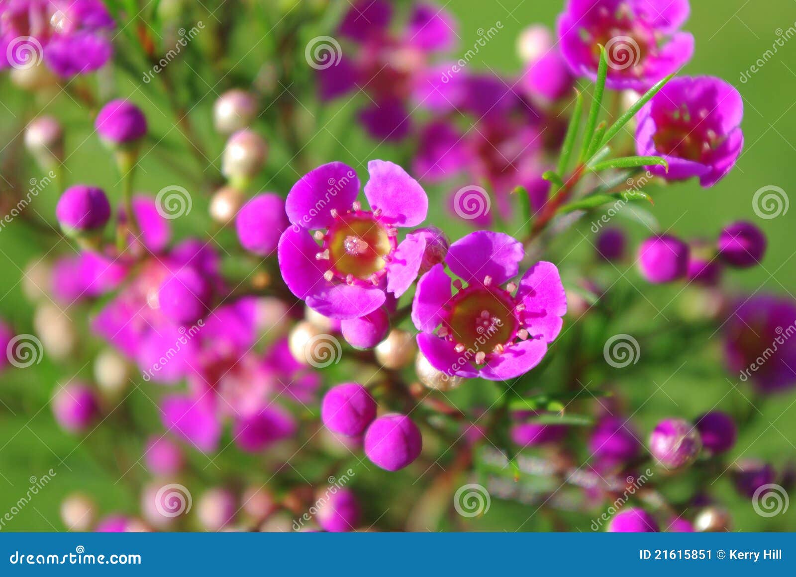 Wax flowers stock image. Image of detail, blossom, blooming - 21615851