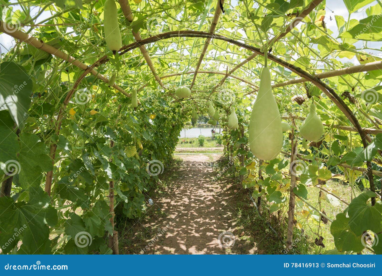 Wax gourd stock image. Image of benincasa, green, life - 78416913