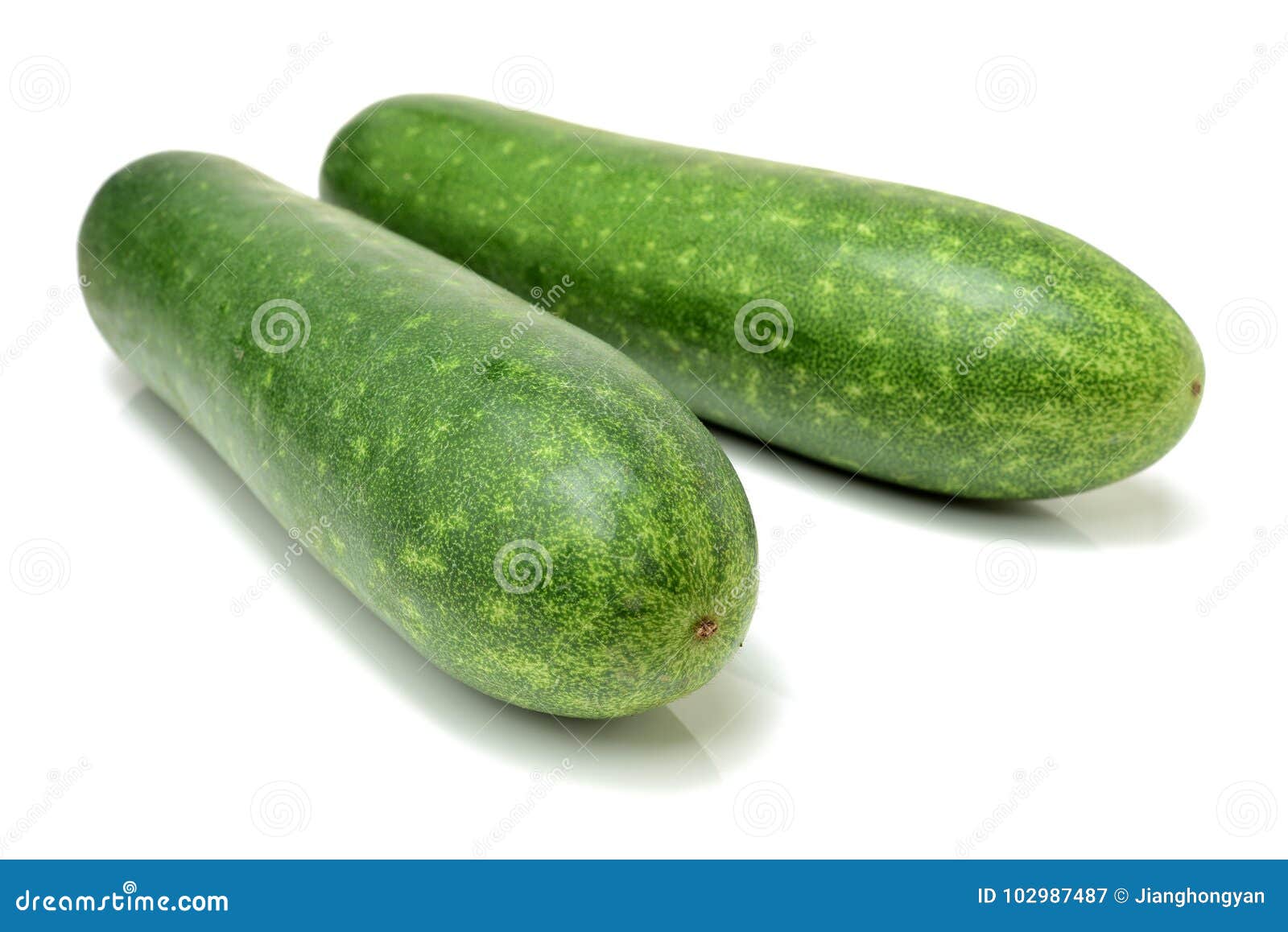 Wax gourd stock image. Image of diet, vegetable, harvest - 102987487
