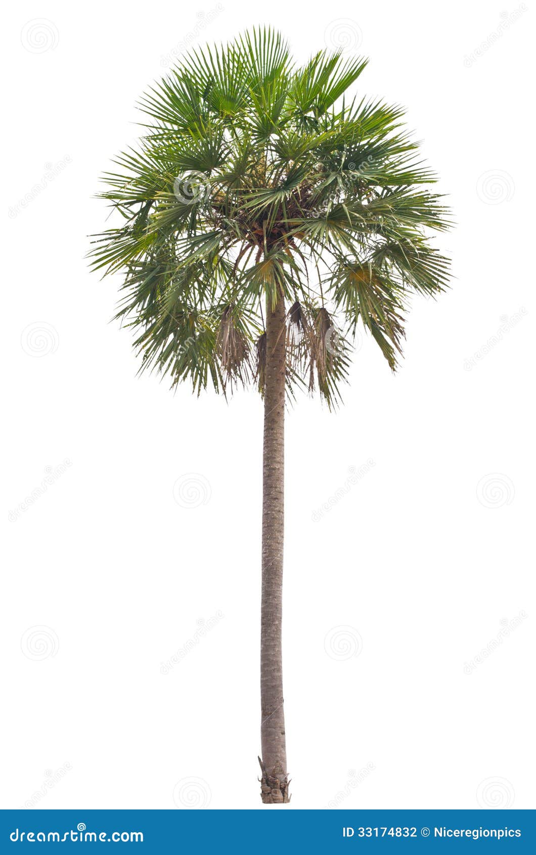 Wax Palm(Copernicia Alba)Palm Tree Stock Photo - Image of background ...
