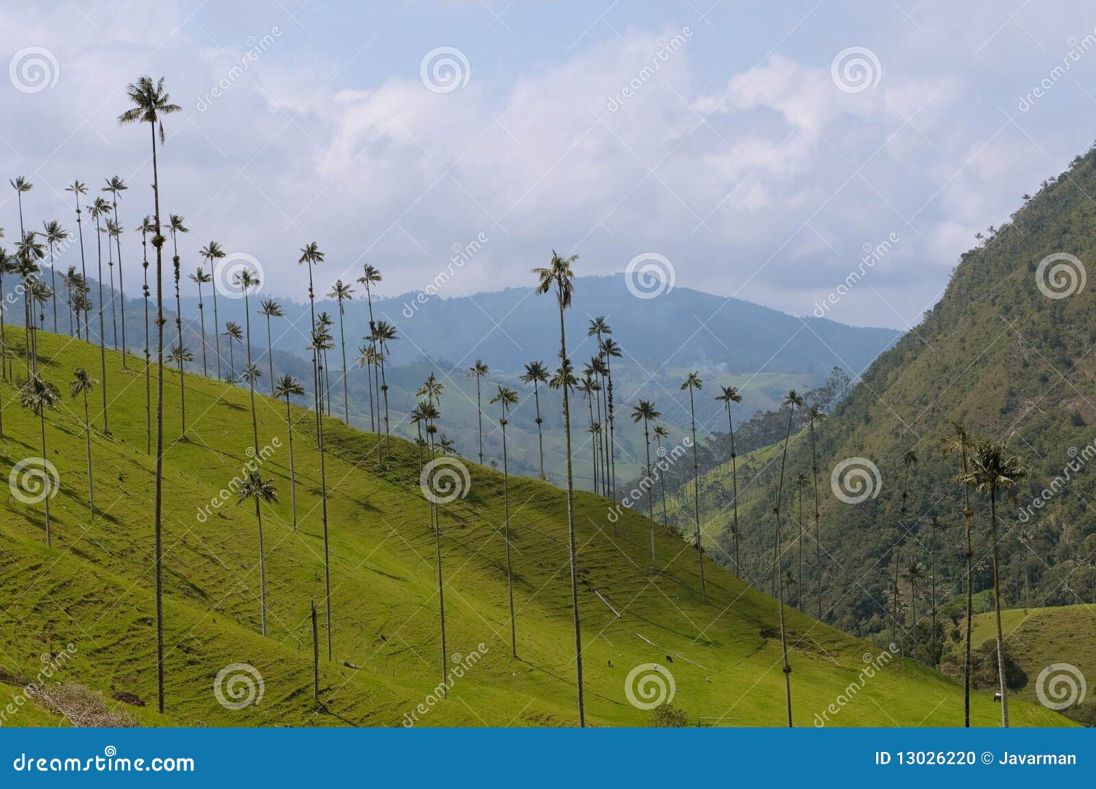 Wax Palm Trees of Cocora Valley, Colombia Stock Photo - Image of ...