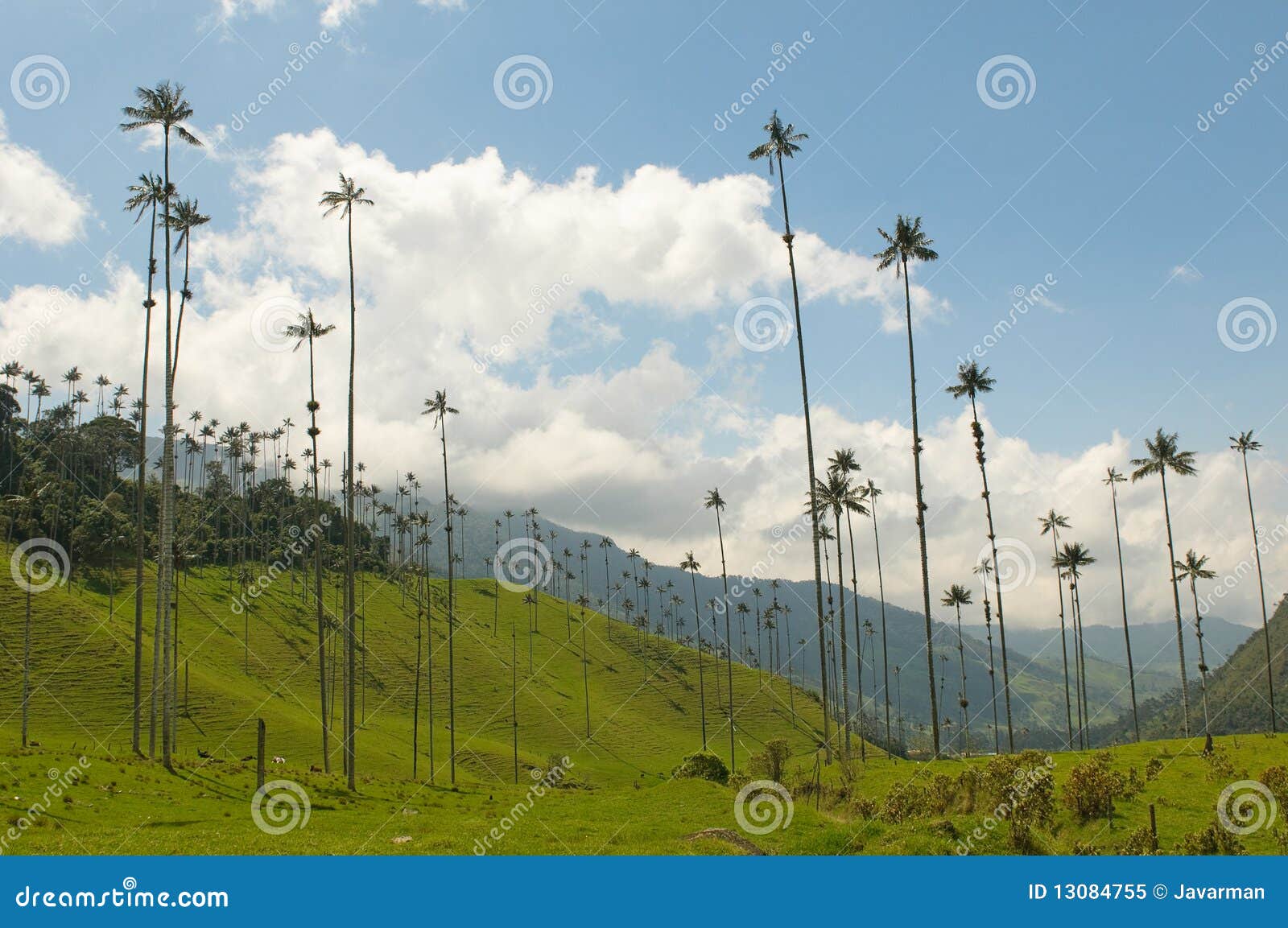 Wax Palm Trees of Cocora Valley, Colombia Stock Image - Image of fairy ...