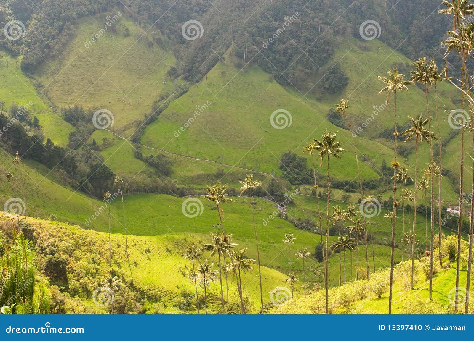 Wax Palm Trees of Cocora Valley, Colombia Stock Photo - Image of ...