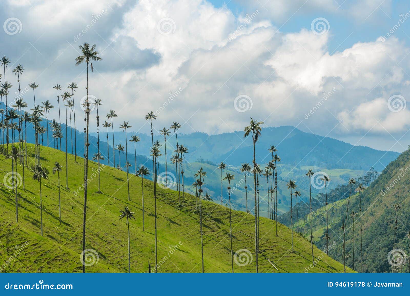Wax Palm Trees of Cocora Valley, Colombia Stock Photo - Image of ...