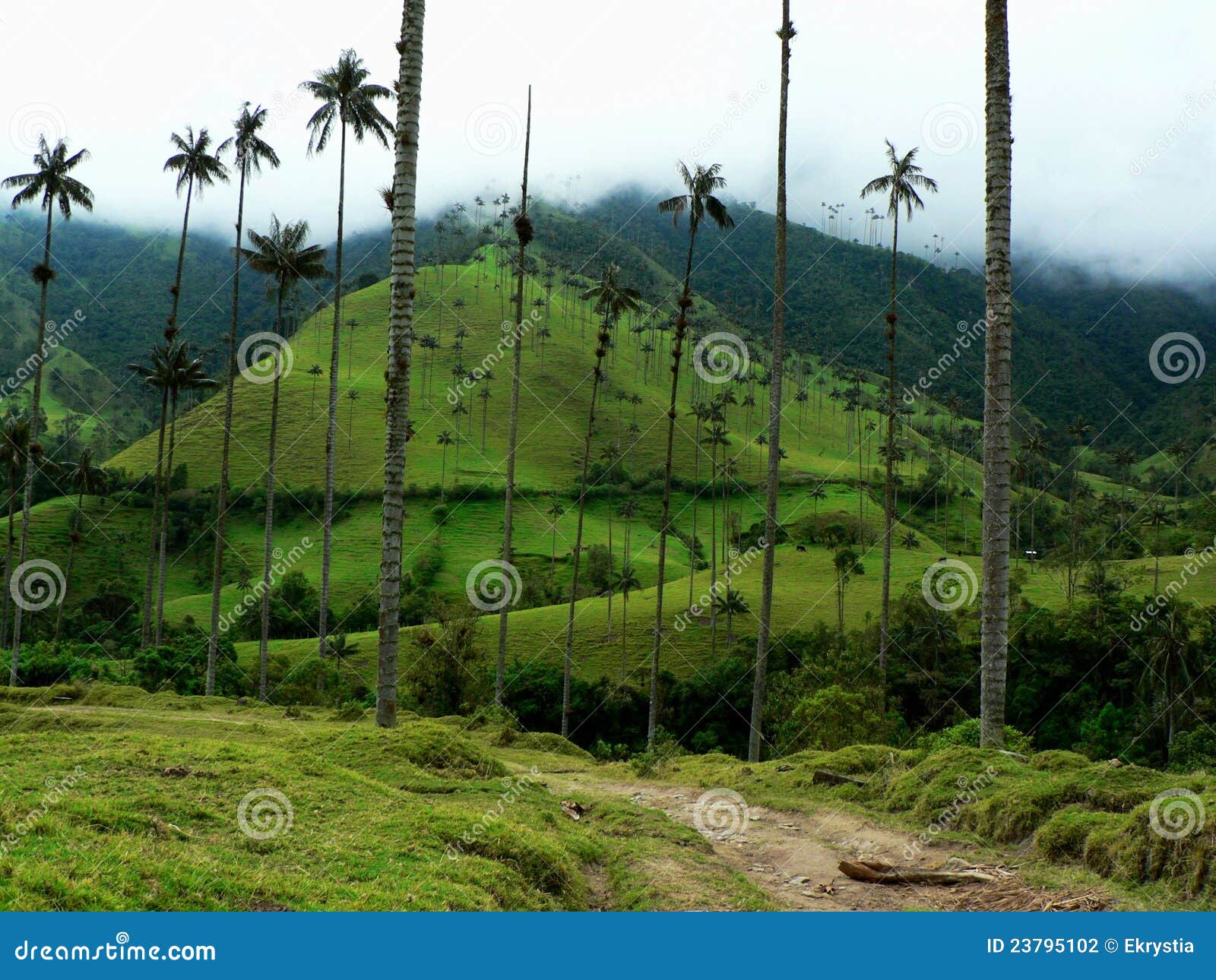 Wax Palm Trees, Salento, Colombia Stock Photo - Image of earth ...
