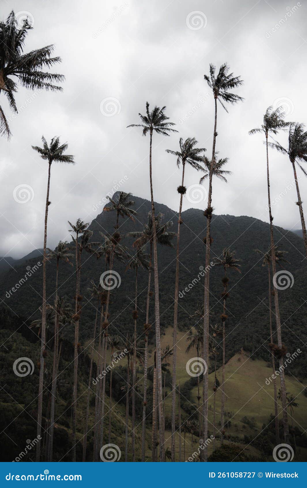 Wax Pam Trees in the Green Cocoa Valley, in a Vertical Shot Stock Image ...