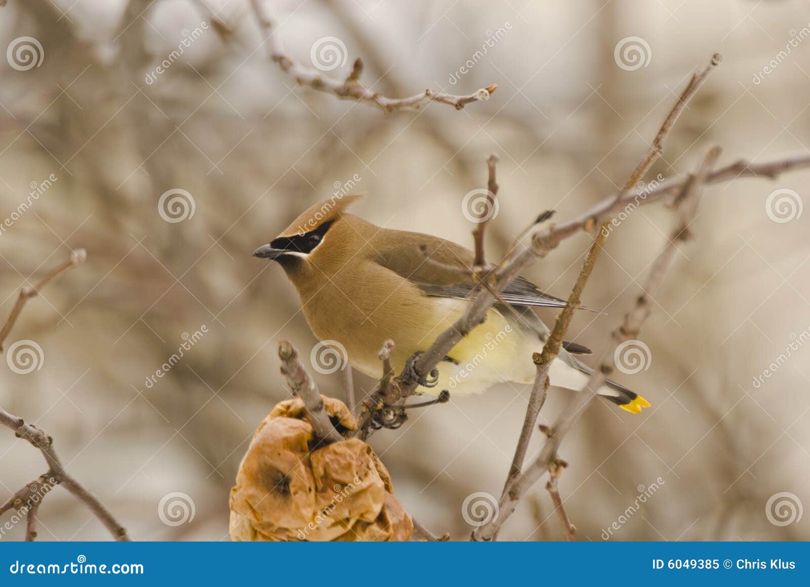 Wax wing bird stock image. Image of snow, cold, nature - 6049385