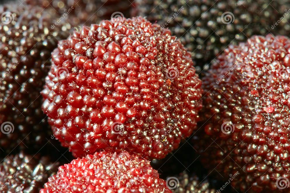 Waxberry stock image. Image of nutritious, eating, waxberrys - 13633987