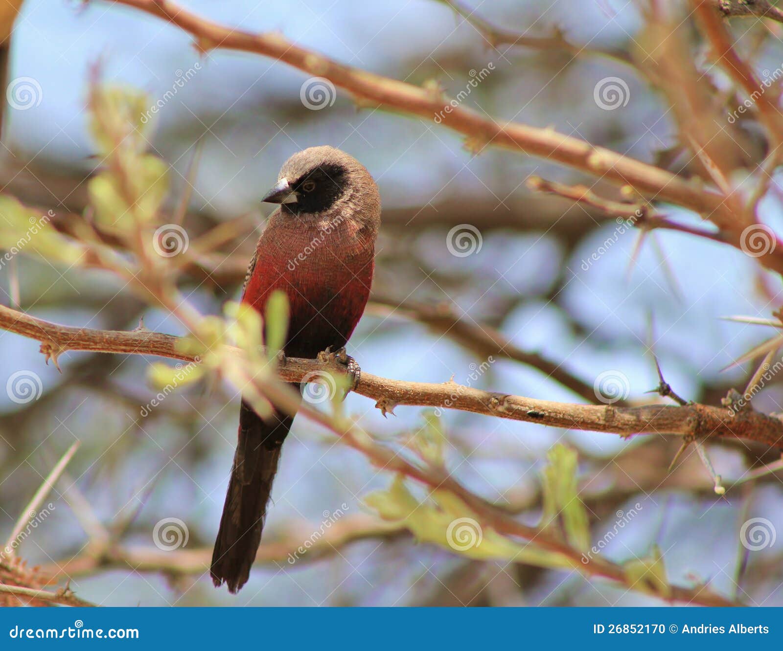 Waxbill, Black-cheeked - African Bird Stock Photo - Image of feathers ...