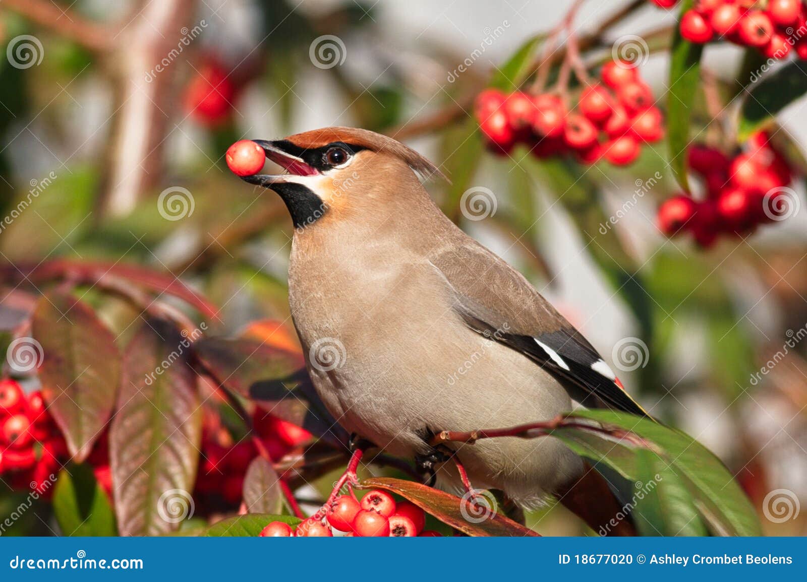 Waxwing stock photo. Image of berry, wildlife, black - 18677020