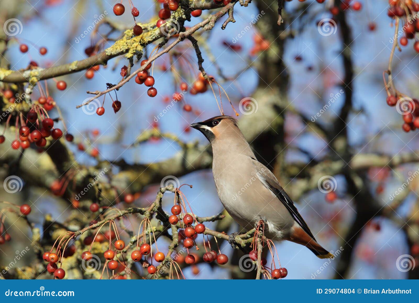 Waxwing. stock photo. Image of plant, side, branch, waxwings - 29074804